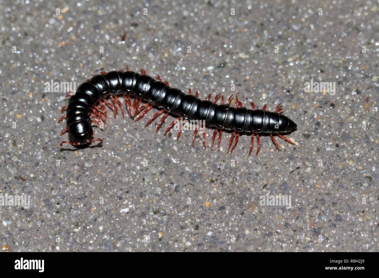 Black Portuguese Millipede Ommatoiulus moreleti Introduced into ...