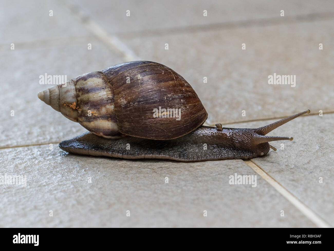 African giant snail hi-res stock photography and images - Alamy