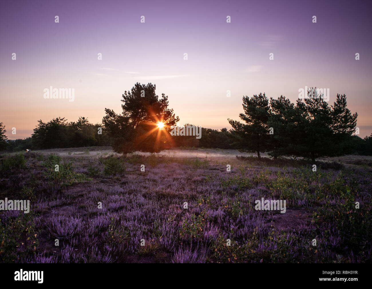 Mehlinger heide hi-res stock photography and images - Alamy