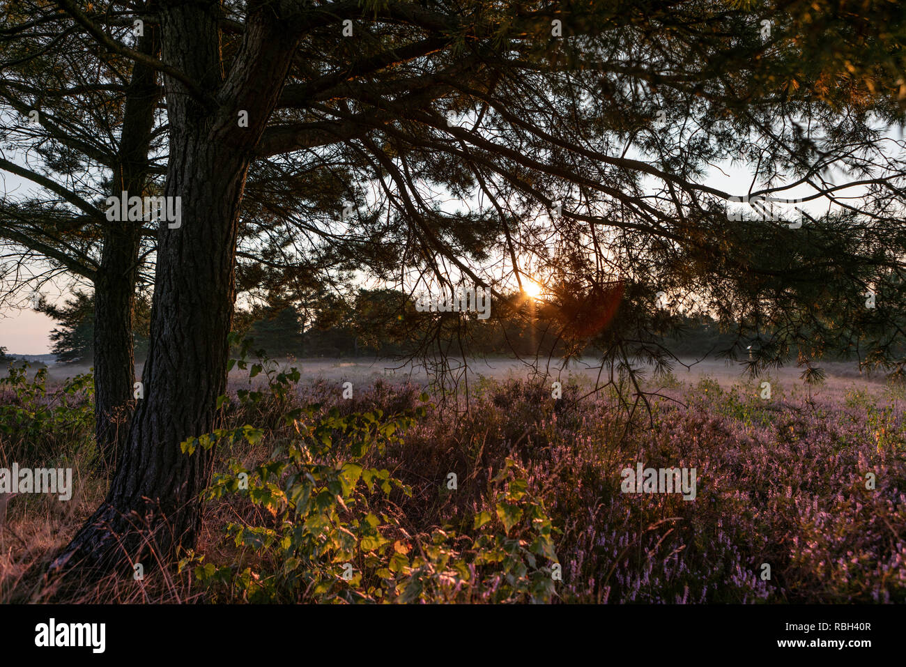 Mehlinger heide hi-res stock photography and images - Alamy