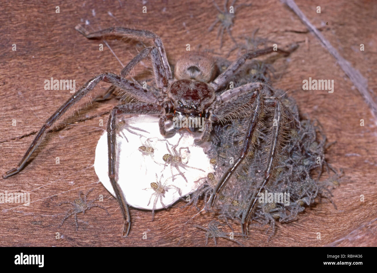 Huntsman spider with young Family Sparassidae Stock Photo - Alamy
