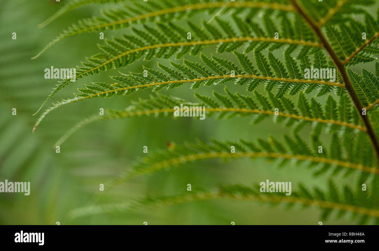 Farn makro hi-res stock photography and images - Alamy