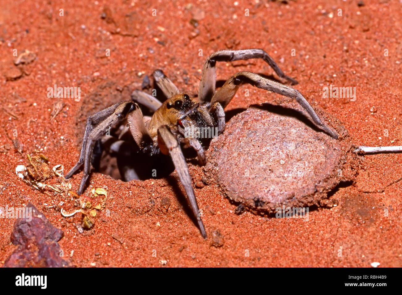 Trapdoor spider hi-res stock photography and images - Alamy