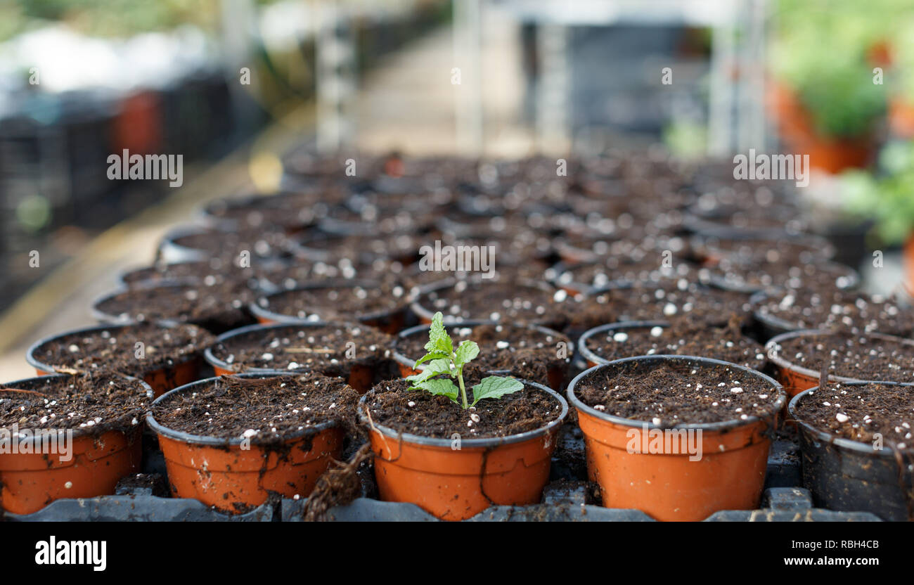 One seedling in pot between pots with ground soil in glasshouse Stock ...