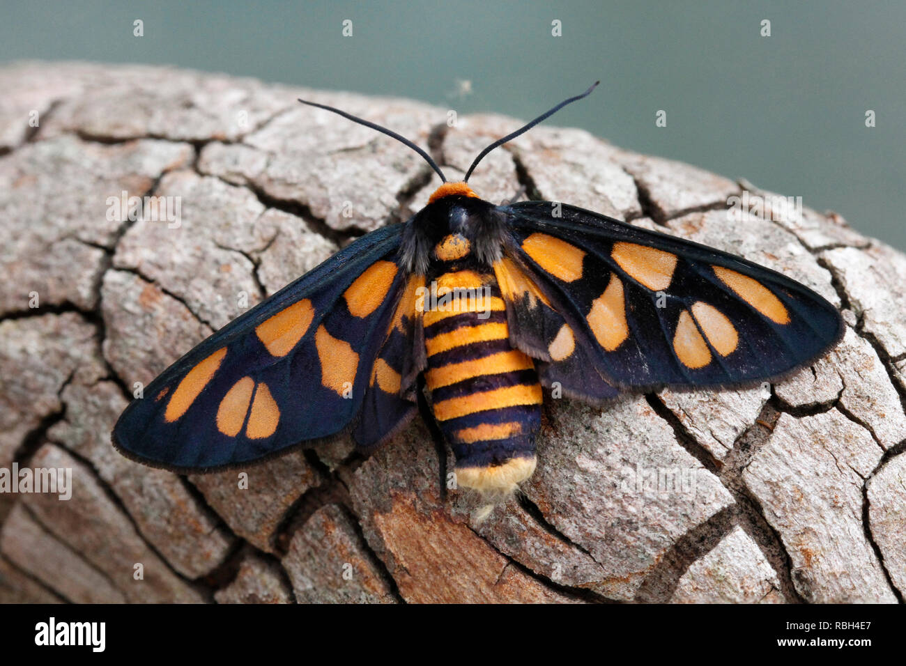 Common Wasp Moth Eressa angustipenna Stock Photo - Alamy
