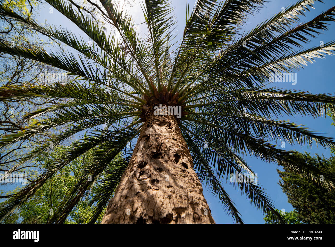 Sommer strand palme hi-res stock photography and images - Alamy