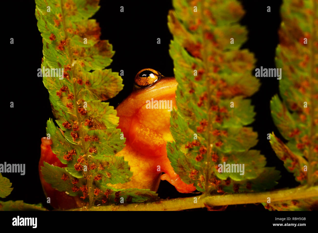 Puncticulatus hi-res stock photography and images - Alamy