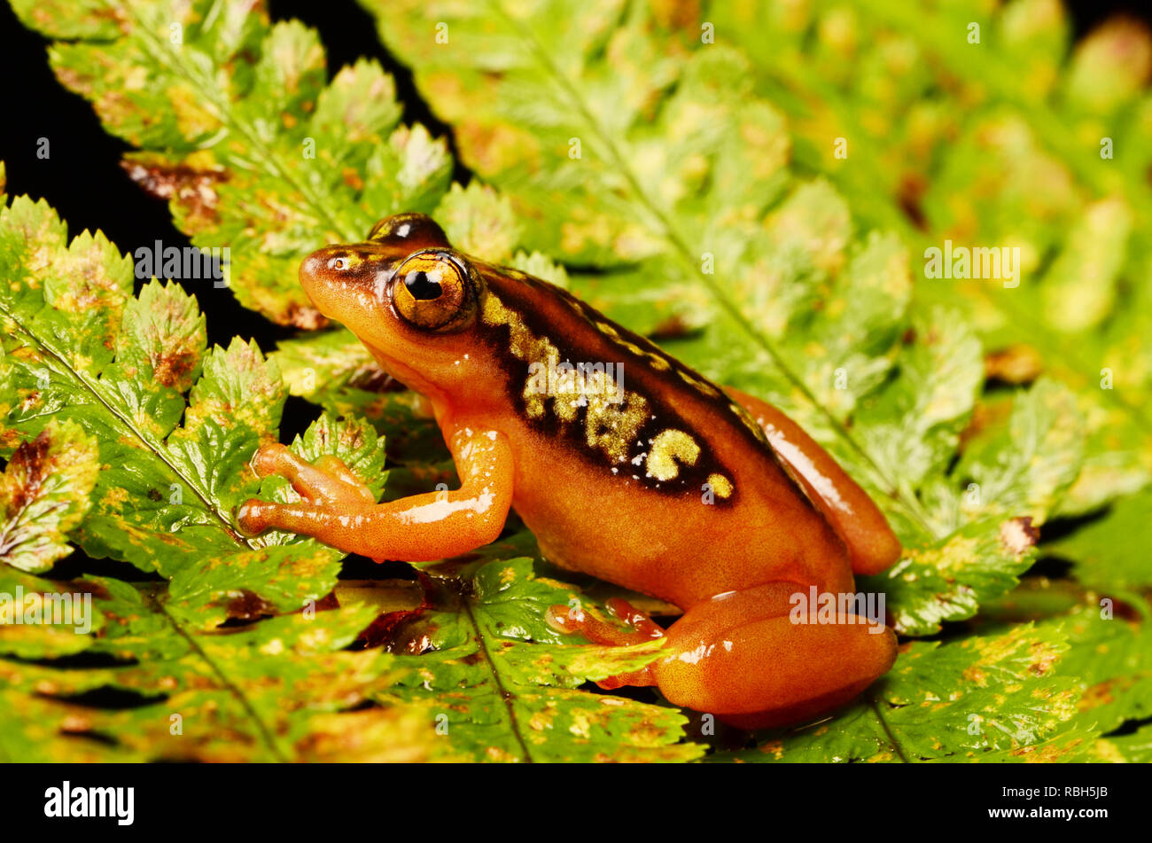 Golden Sedge Reed Frog (Hyperolius puncticulatus Stock Photo - Alamy