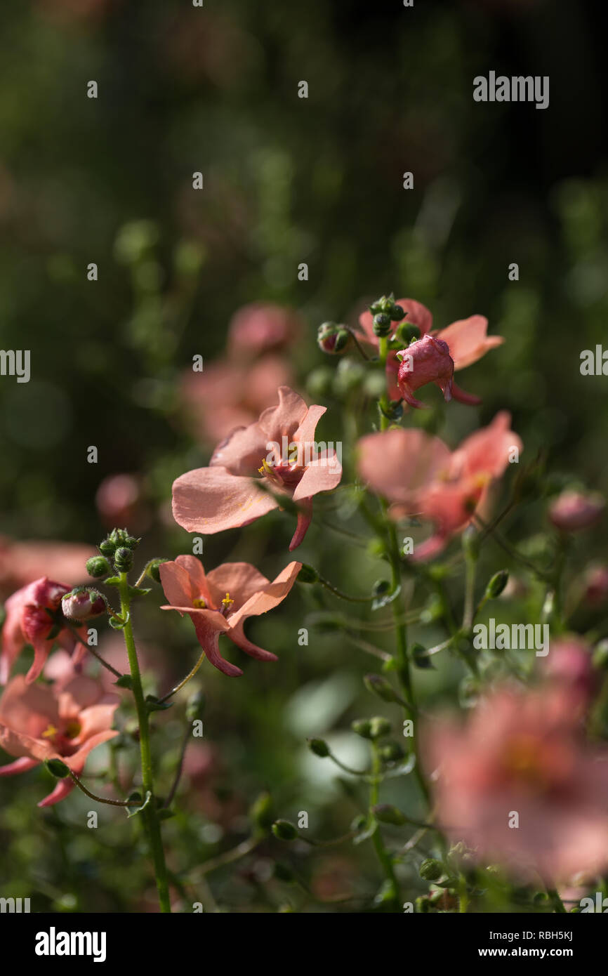 Planz High Resolution Stock Photography and Images - Alamy