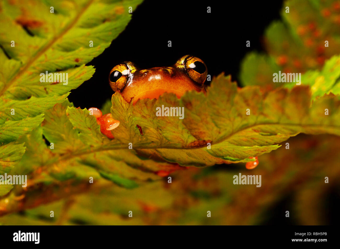Golden Sedge Reed Frog (Hyperolius puncticulatus Stock Photo - Alamy