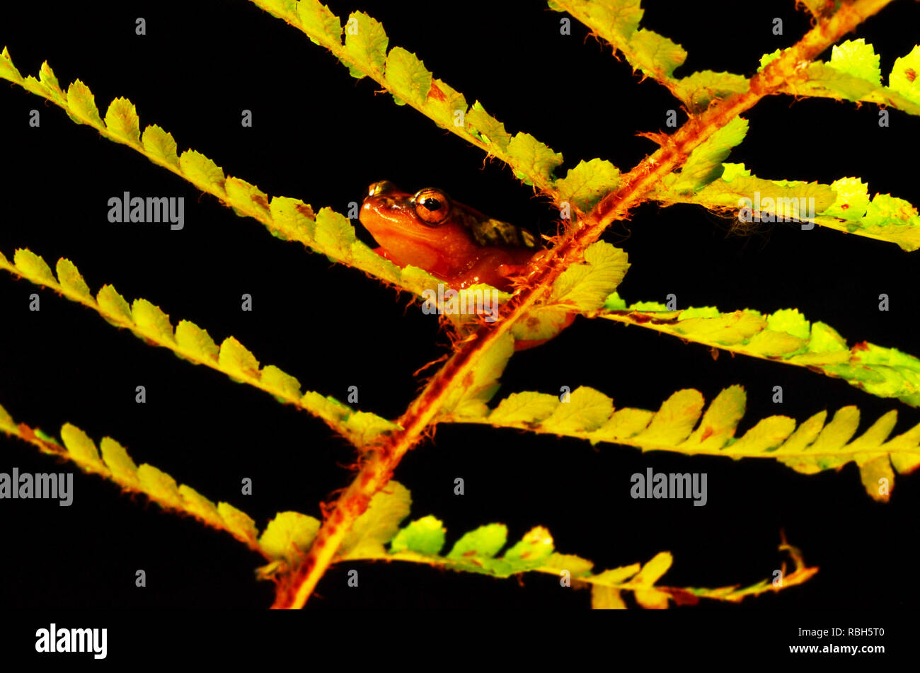 Golden Sedge Reed Frog (Hyperolius puncticulatus Stock Photo - Alamy