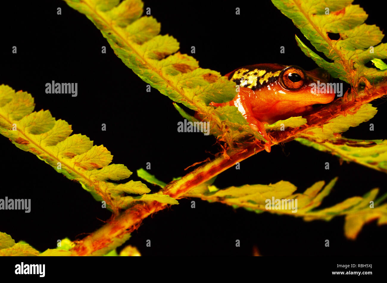 Golden Sedge Reed Frog (Hyperolius puncticulatus Stock Photo - Alamy