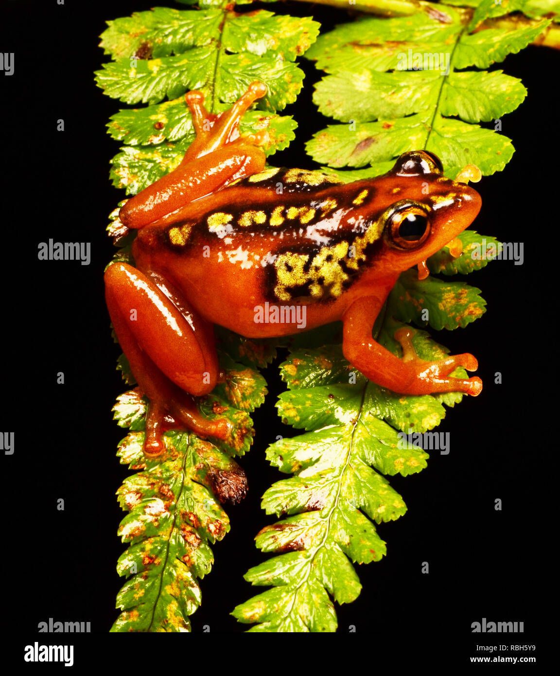 Golden Sedge Reed Frog (Hyperolius puncticulatus Stock Photo - Alamy