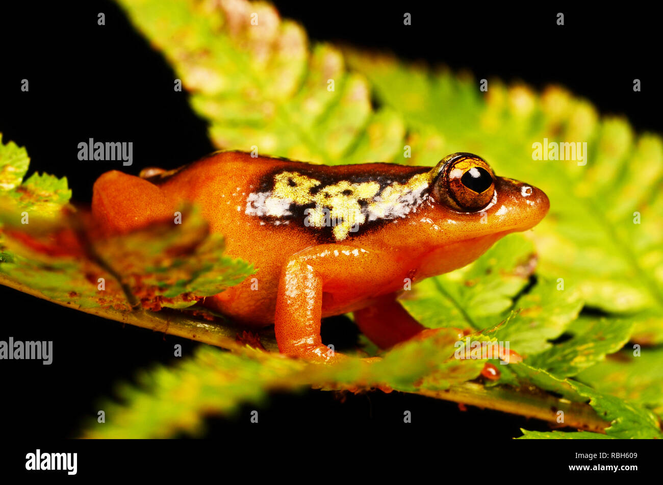 Golden Sedge Reed Frog (Hyperolius puncticulatus Stock Photo - Alamy