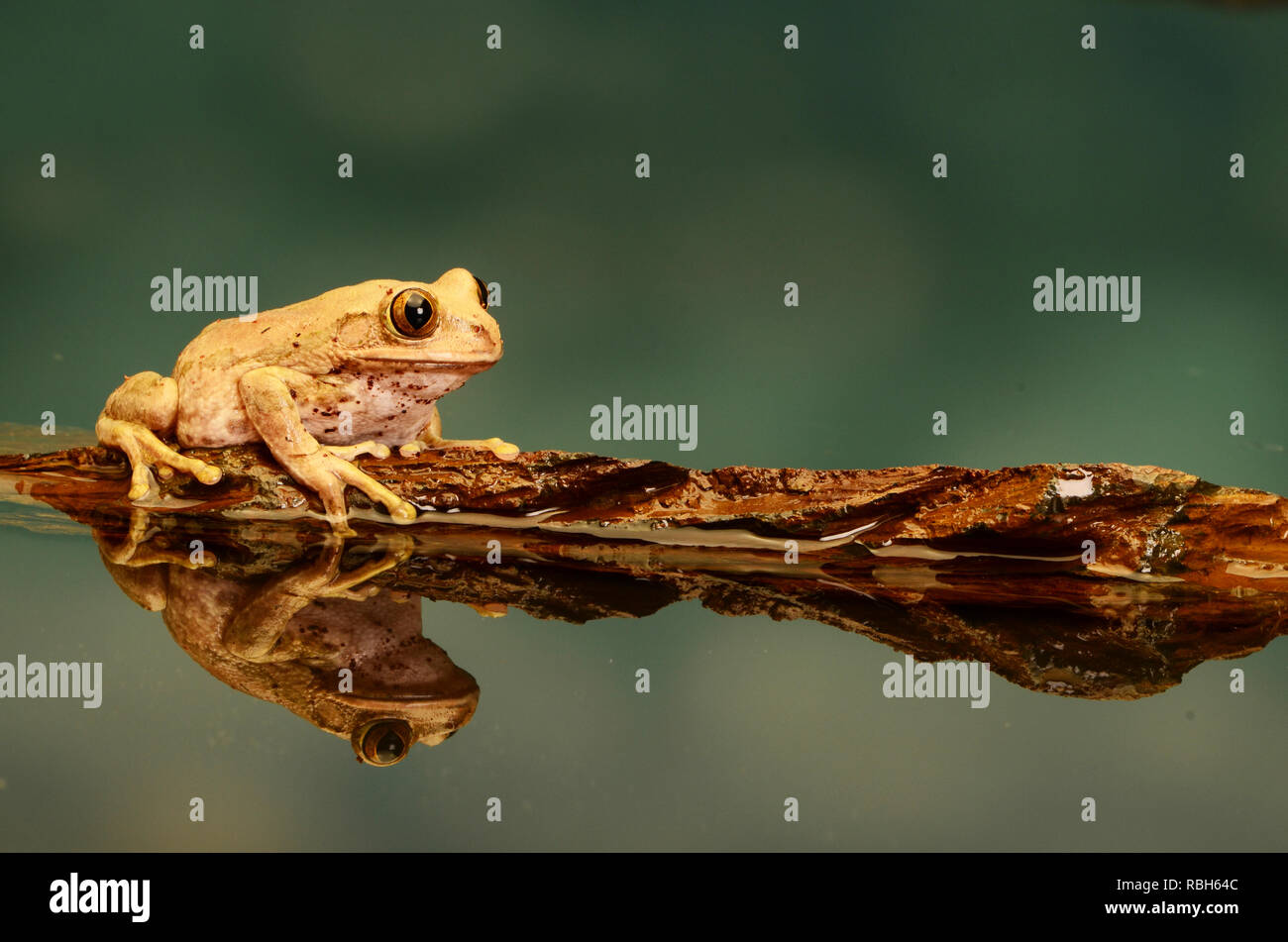 Leptopelis vermiculatus hi-res stock photography and images - Alamy