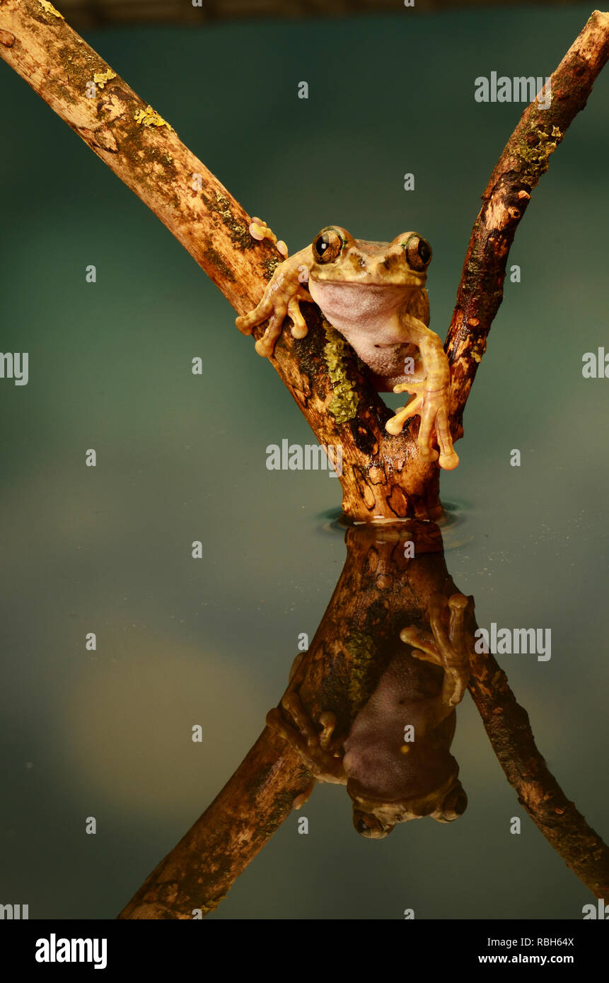 Peacock Tree Frog (Leptopelis vermiculatus Stock Photo - Alamy