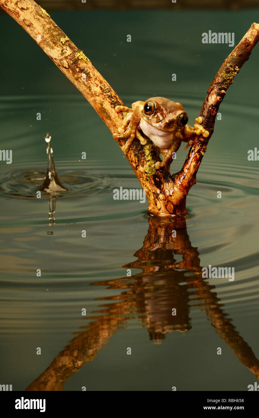 Peacock Tree Frog (Leptopelis vermiculatus Stock Photo - Alamy