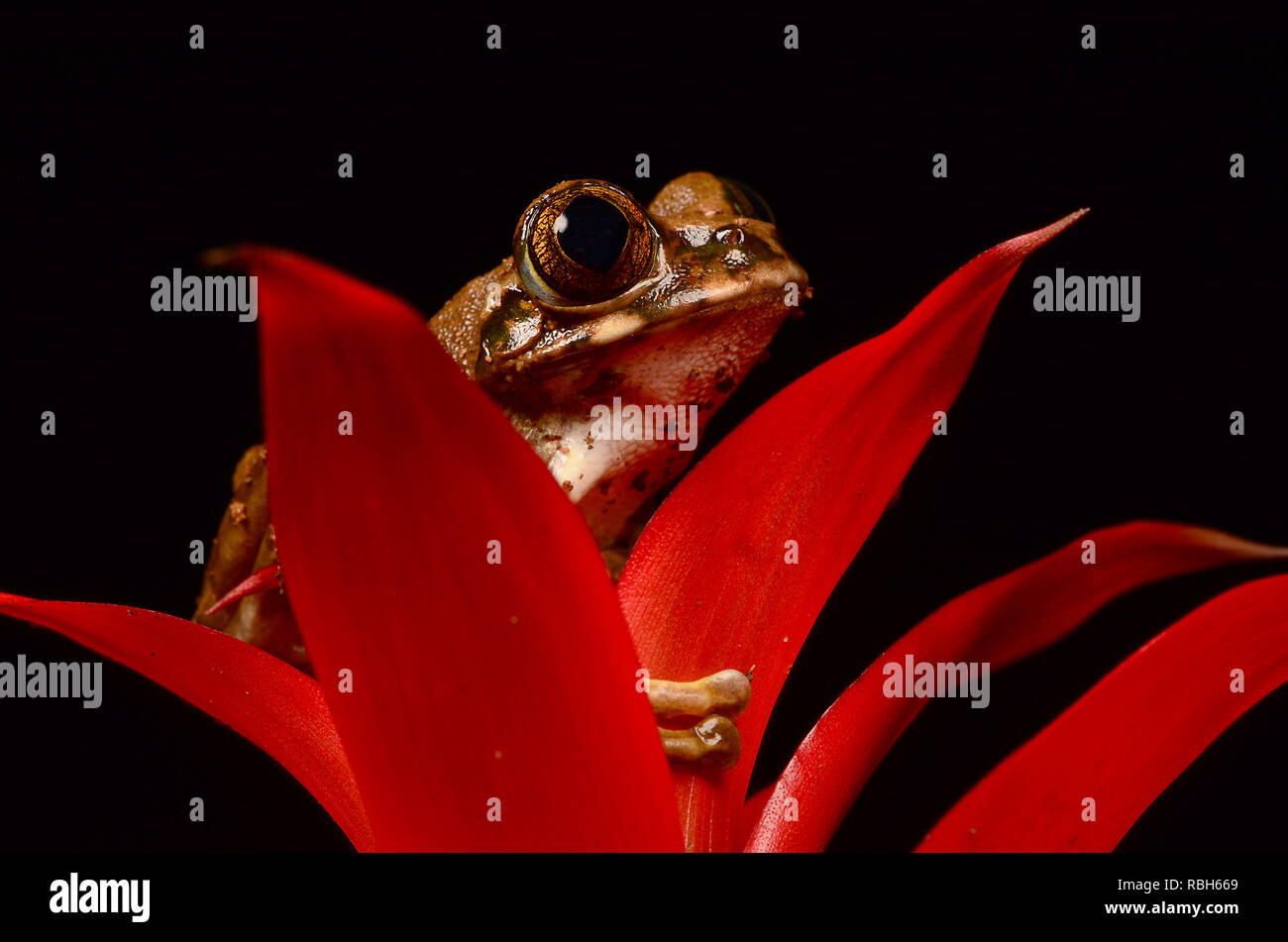 Peacock Tree Frog (Leptopelis vermiculatus Stock Photo - Alamy