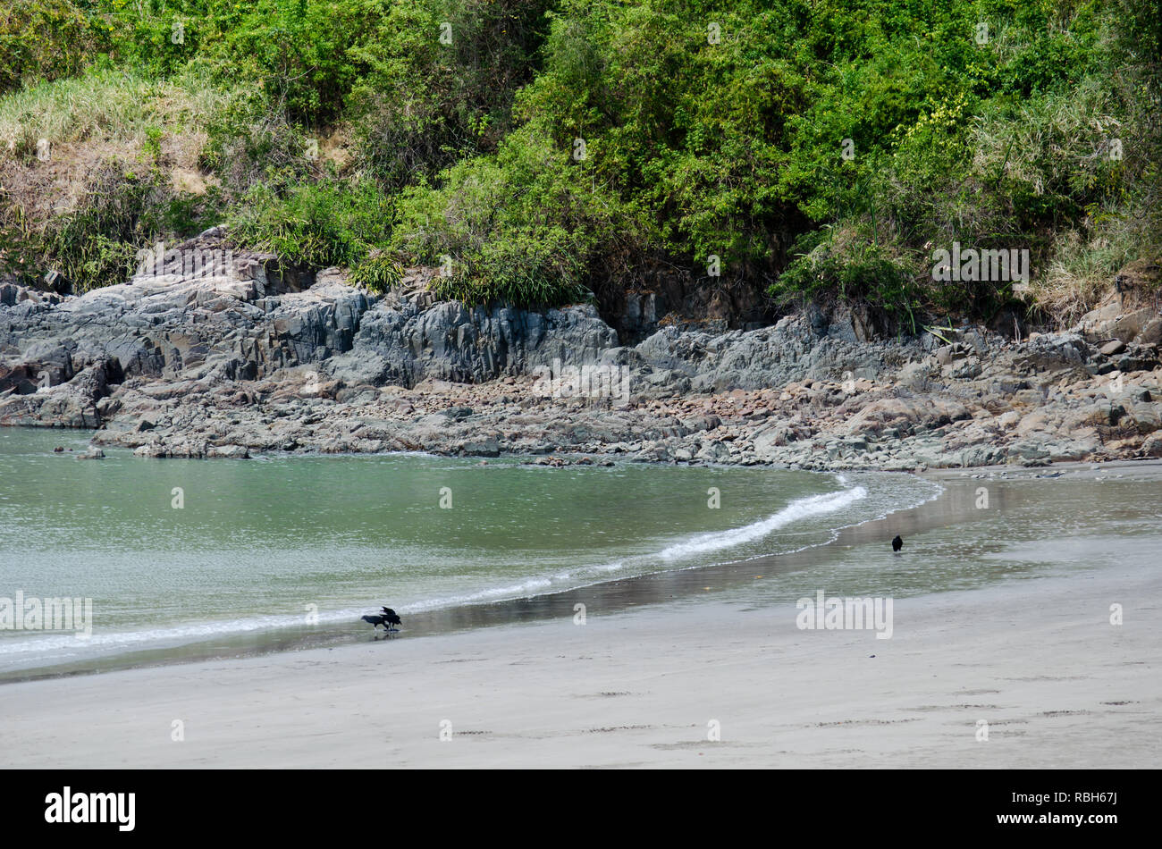 Tropical Dry Forest landscape Stock Photo - Alamy