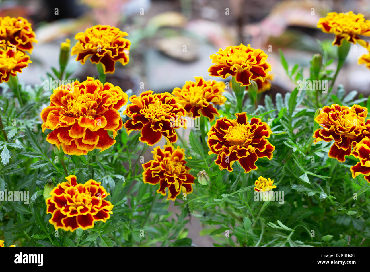Red yellow marigold hi-res stock photography and images - Alamy