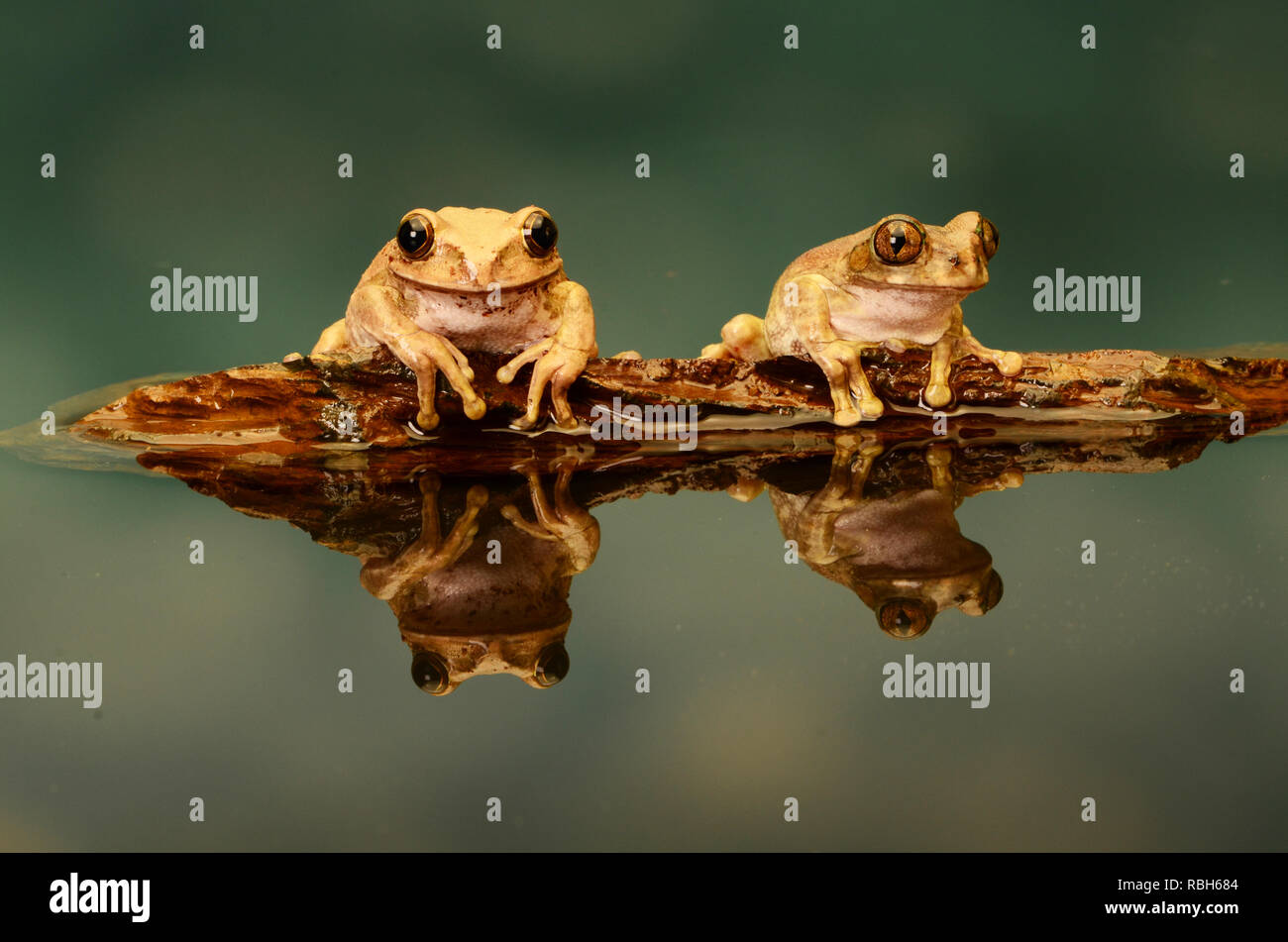 Peacock Tree Frog - Duo (Leptopelis vermiculatus Stock Photo - Alamy