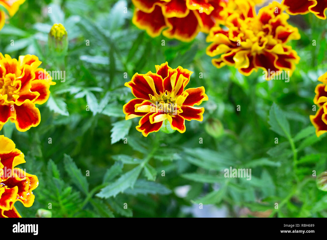Beautiful red yellow marigold flower Stock Photo - Alamy