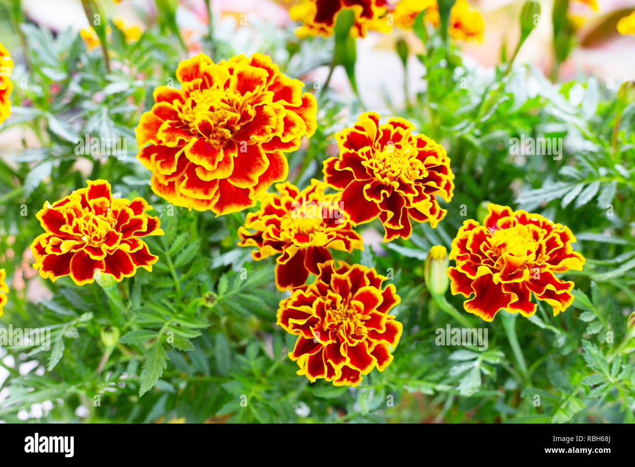 Beautiful red yellow marigold flower Stock Photo - Alamy
