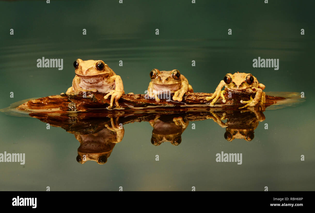 Peacock Tree Frog - Trio (Leptopelis vermiculatus Stock Photo - Alamy