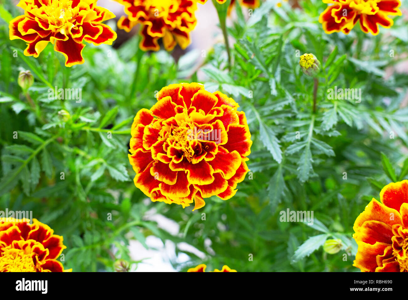 Red yellow marigold hi-res stock photography and images - Alamy