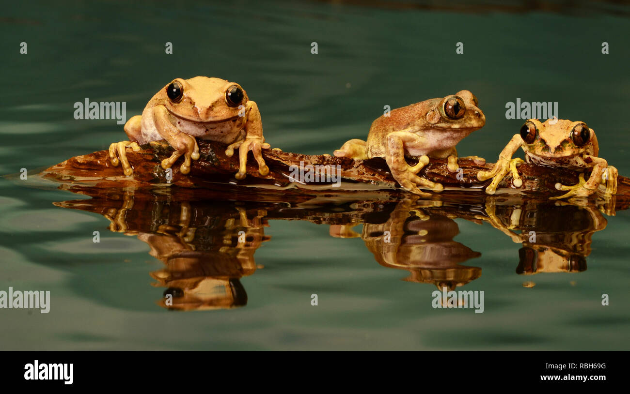 Peacock Tree Frog - Trio (Leptopelis vermiculatus Stock Photo - Alamy