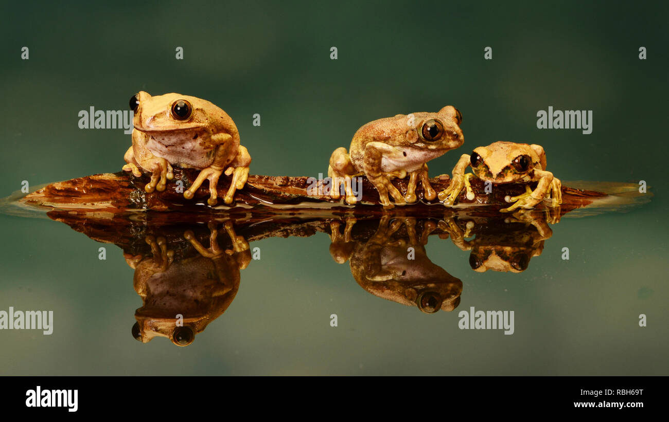 Amani forest tree frog hi-res stock photography and images - Alamy