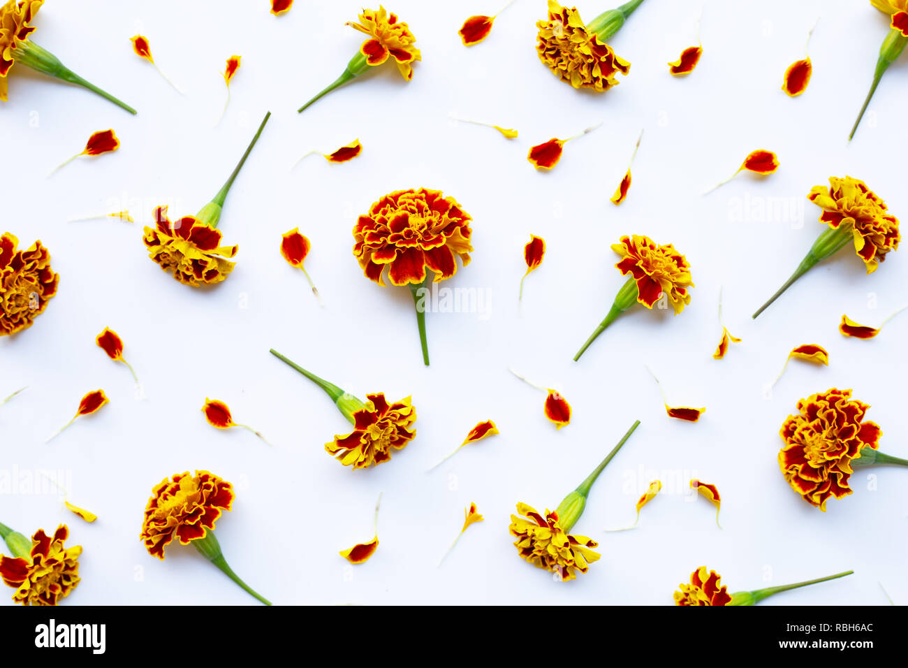 Red yellow marigold hi-res stock photography and images - Alamy