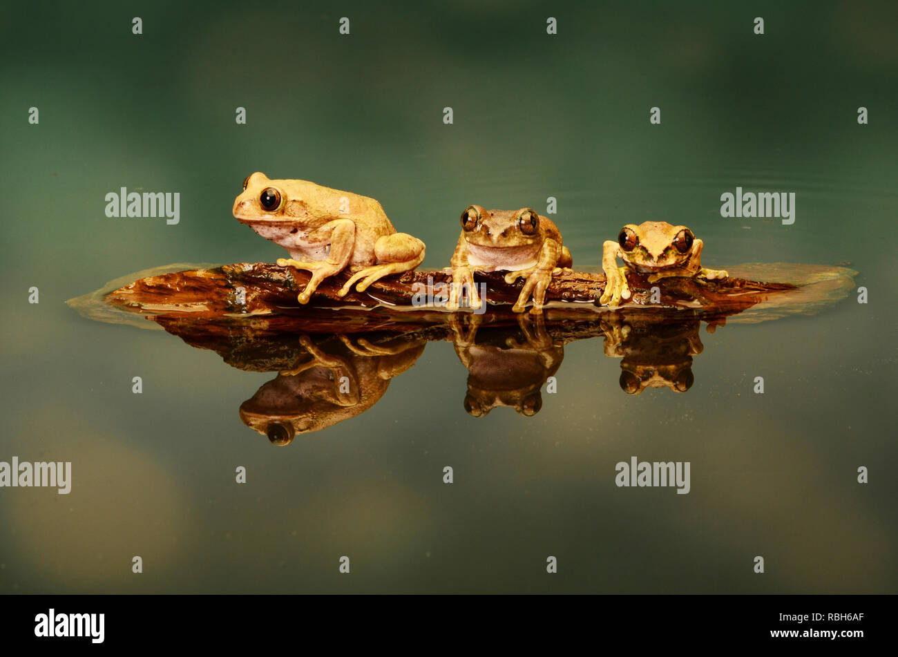 Peacock Tree Frog - Trio (Leptopelis vermiculatus Stock Photo - Alamy