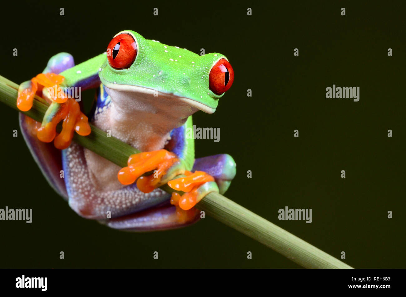 Red Eyed Green Tree Frog (Agalychnis callidryas Stock Photo - Alamy