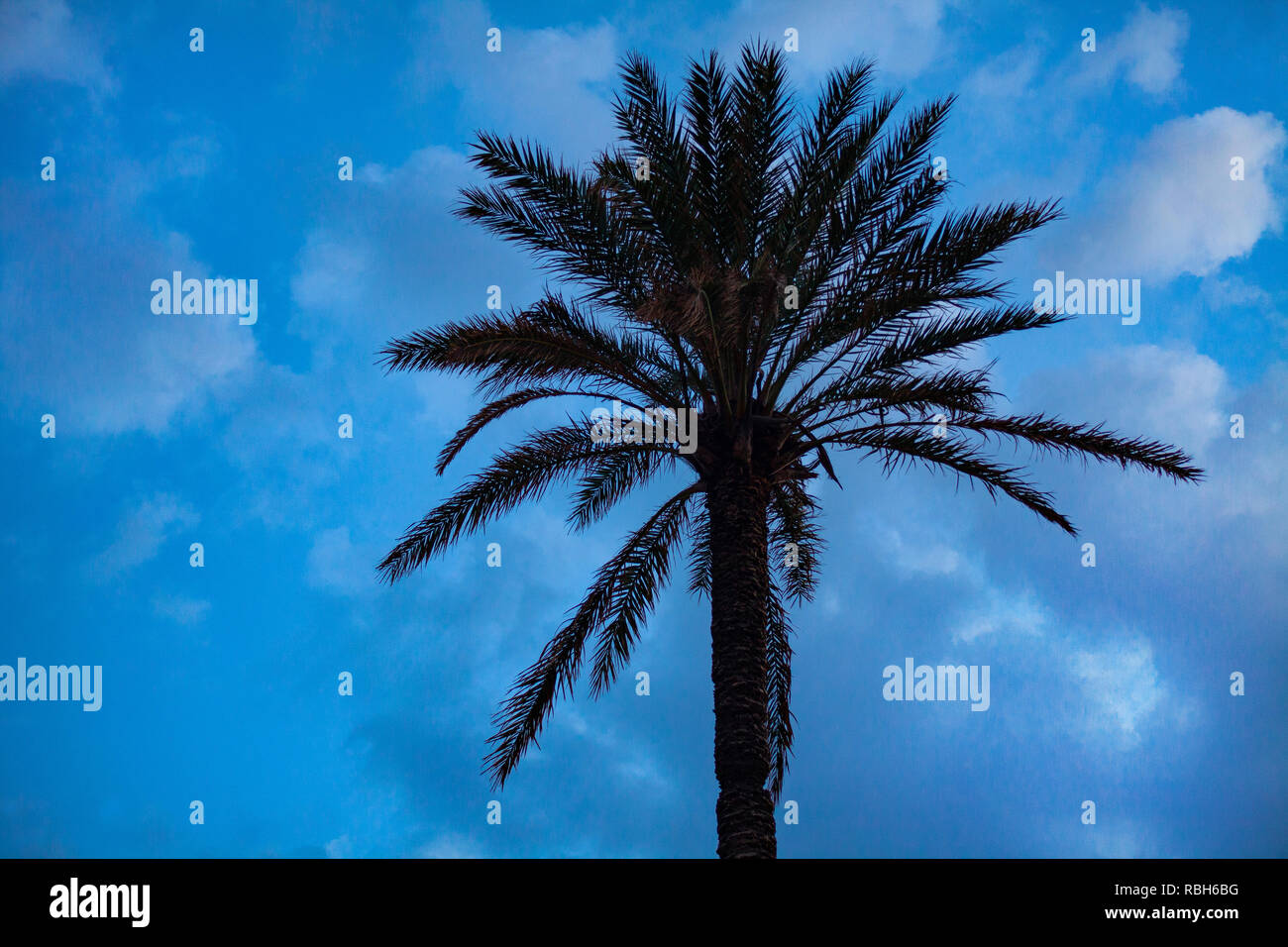 Wire cable around tree hi-res stock photography and images - Alamy