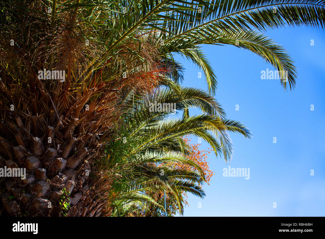 Wire cable around tree hi-res stock photography and images - Alamy