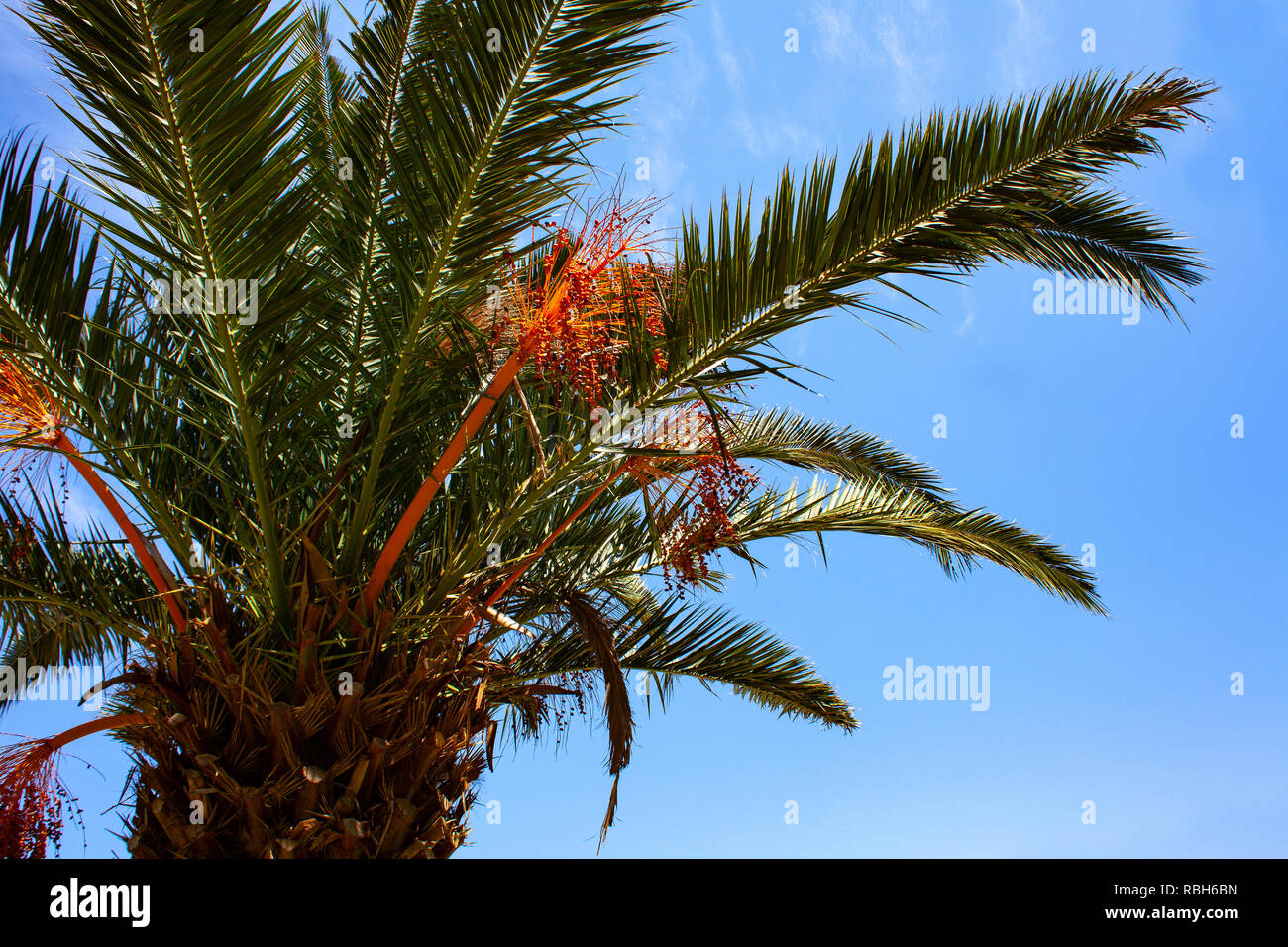 Upward Shot of Tall Palm Tree under Blue Sky. Tiny LED Lights ...