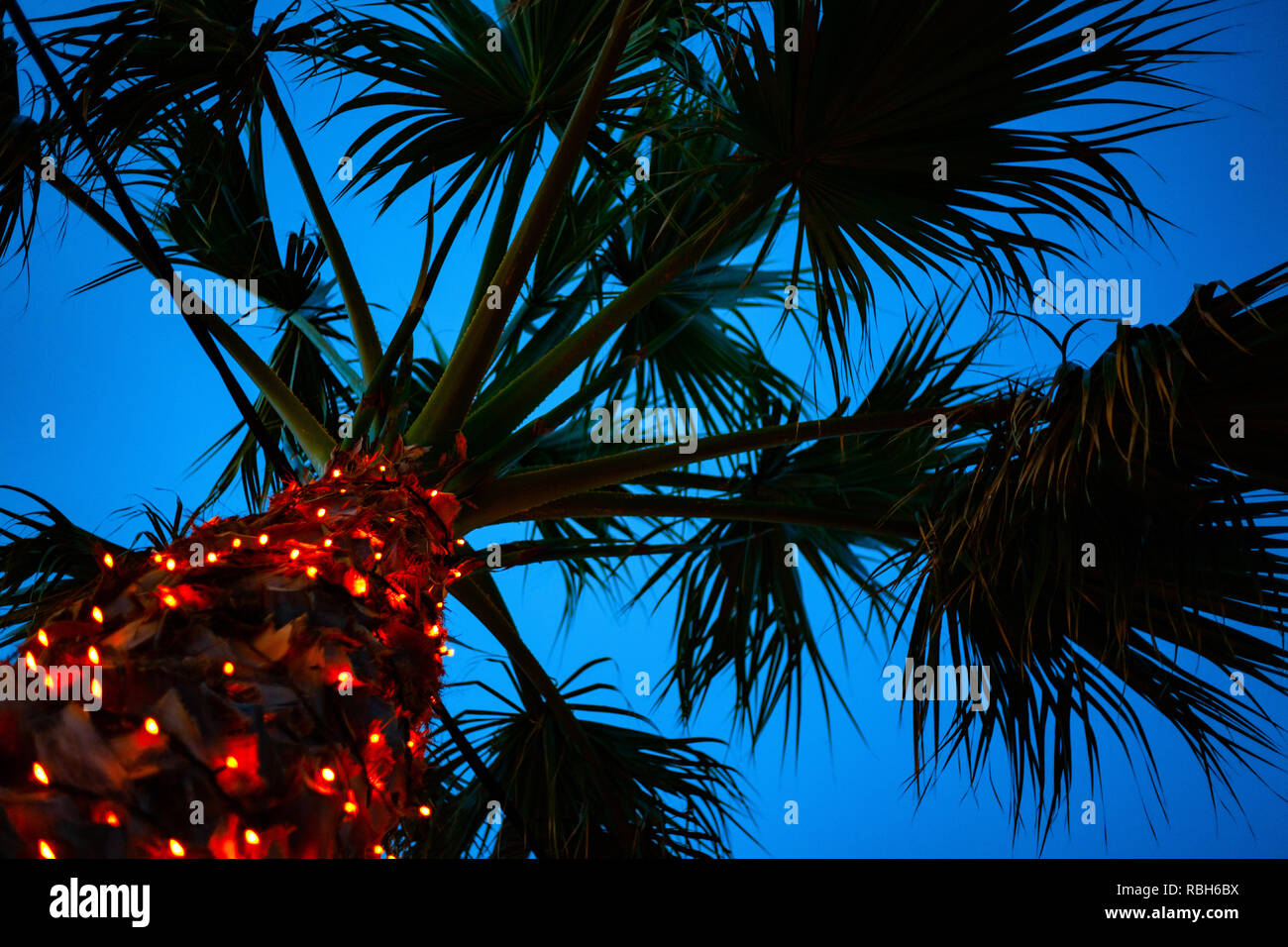 Wire cable around tree hi-res stock photography and images - Alamy