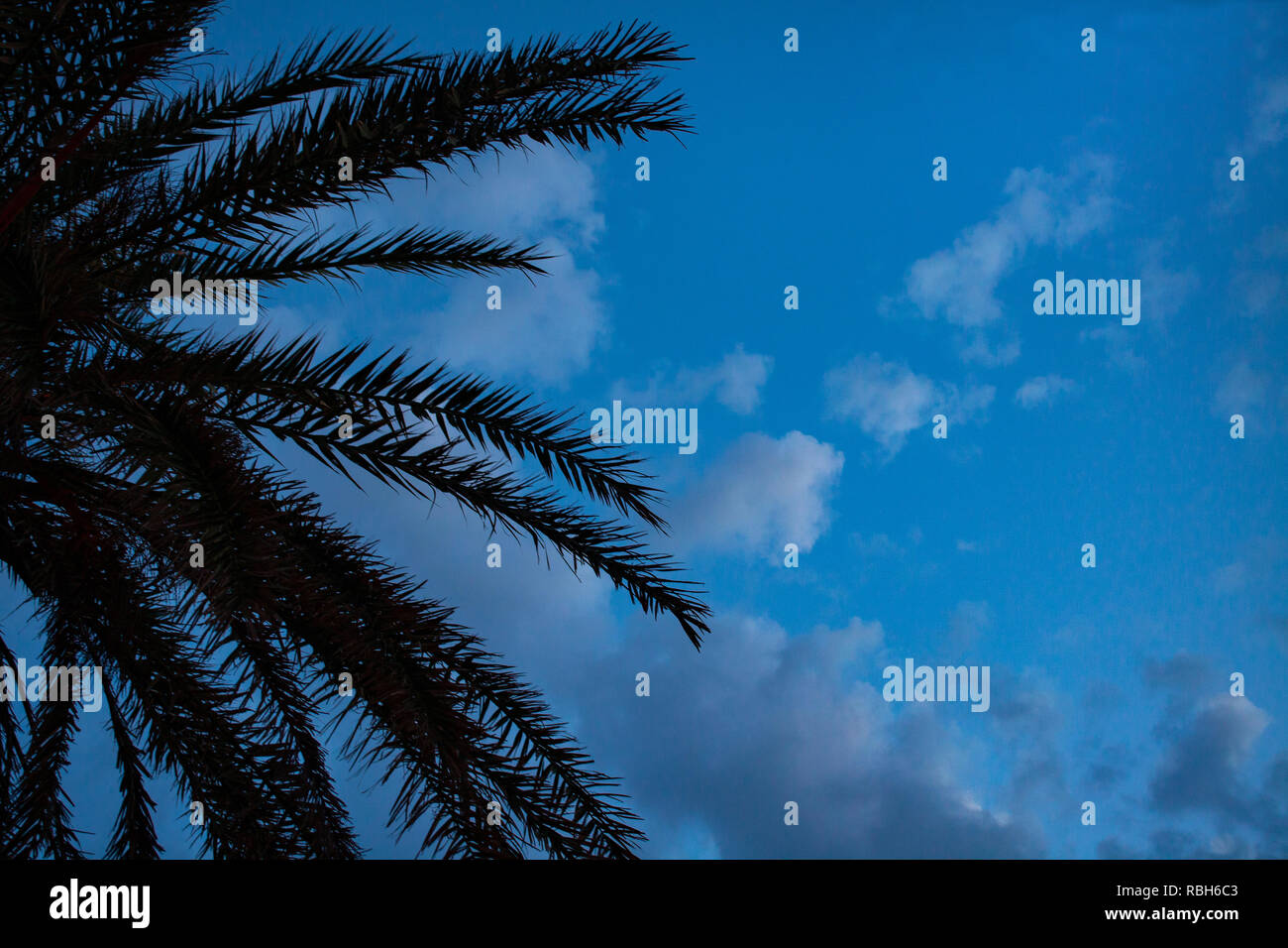 Wire cable around tree hi-res stock photography and images - Alamy