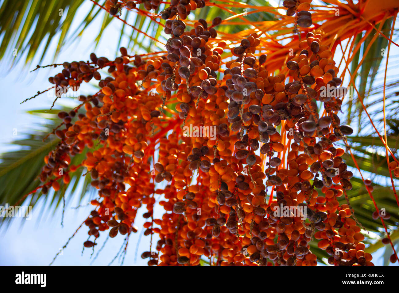 Wire cable around tree hi-res stock photography and images - Alamy