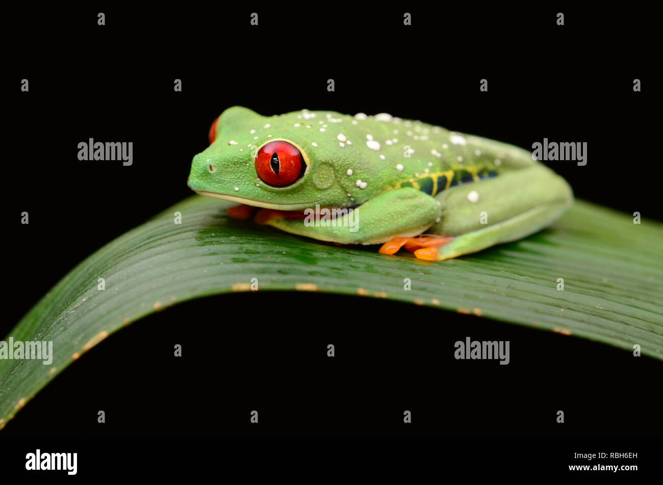 Red Eyed Green Tree Frog (Agalychnis callidryas Stock Photo - Alamy