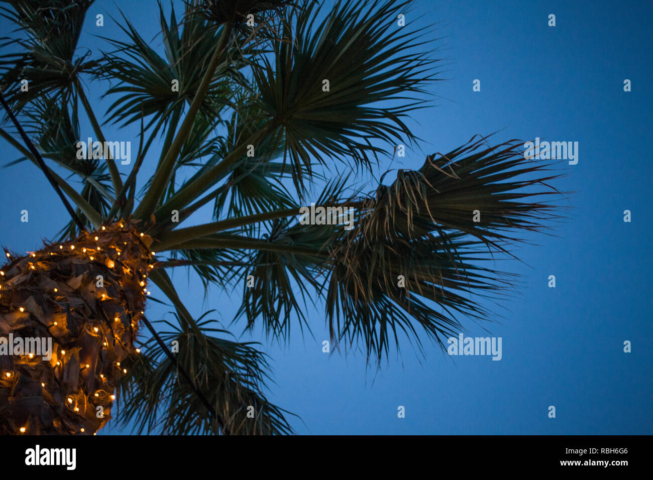 Upward Angle View of Palm Tree under Blue Sky. Cable Wire Hanging Low ...