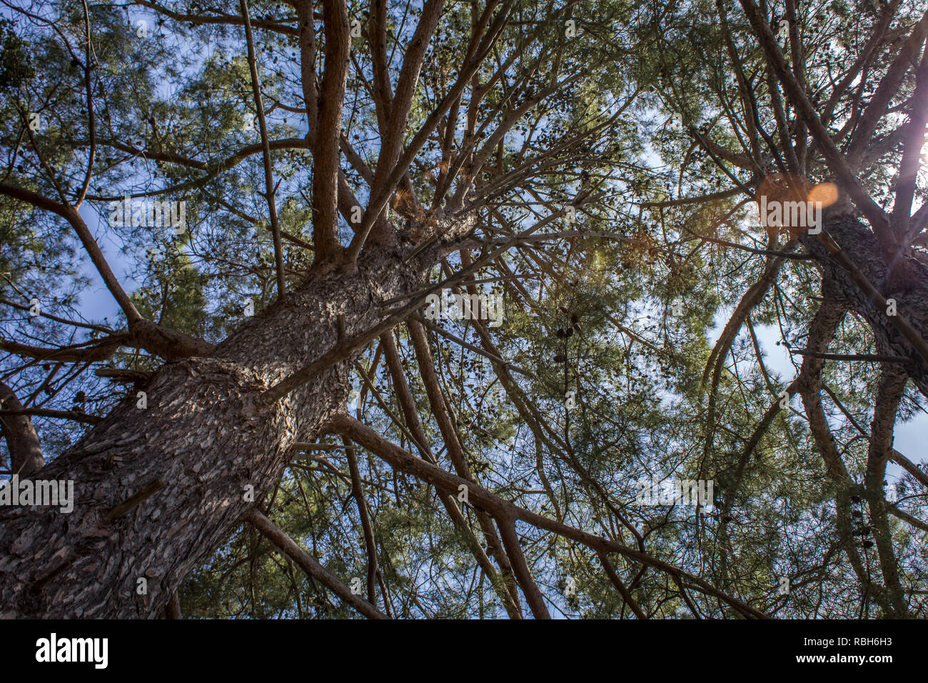 Closeup Shot of Tall Tree with Long Branches Extending Horizontally ...