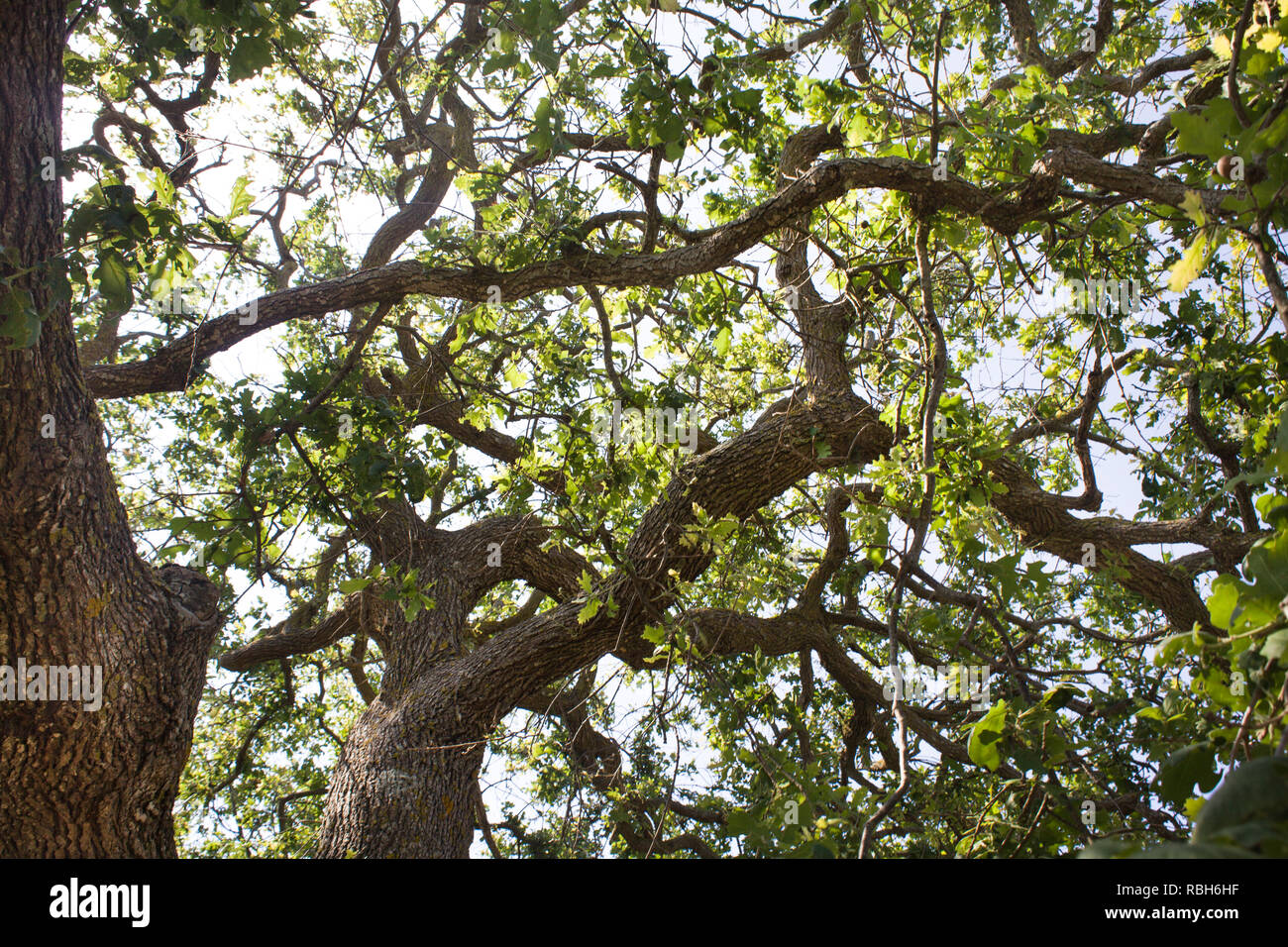 Big tree groves hi-res stock photography and images - Alamy