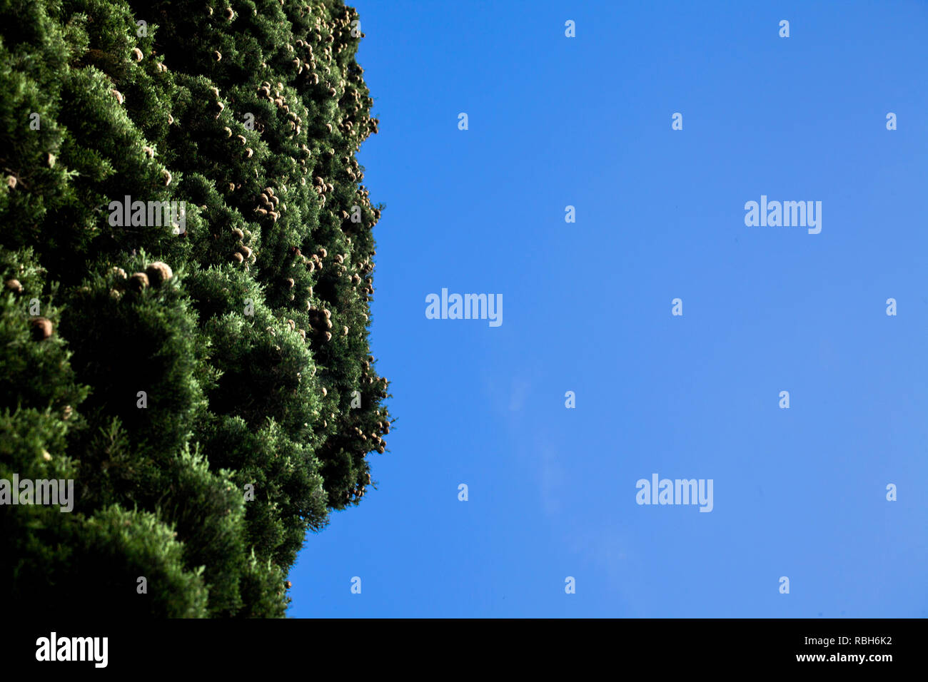 Bush Plants Covering Half of the Photo. Angle View of Shrubs Landscape ...