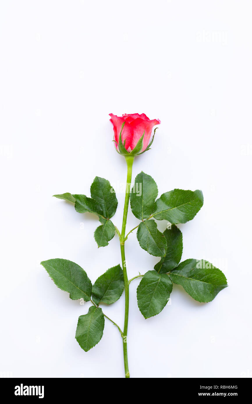 Rose on white background Stock Photo - Alamy