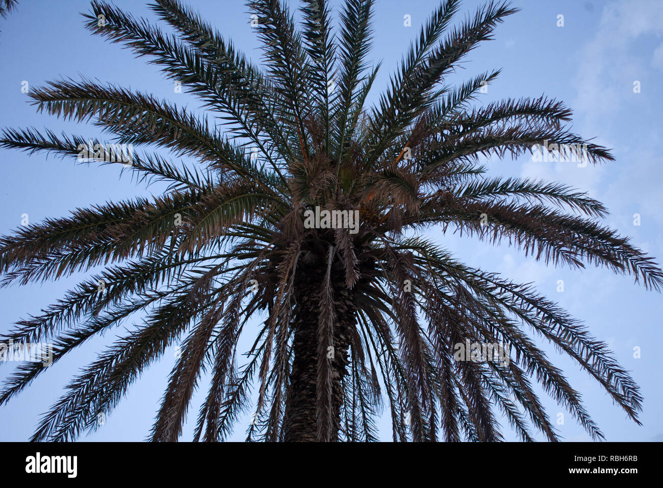 Upward Shot of Coconut Palm Plant. Dried and Fresh Frond Leaves under ...