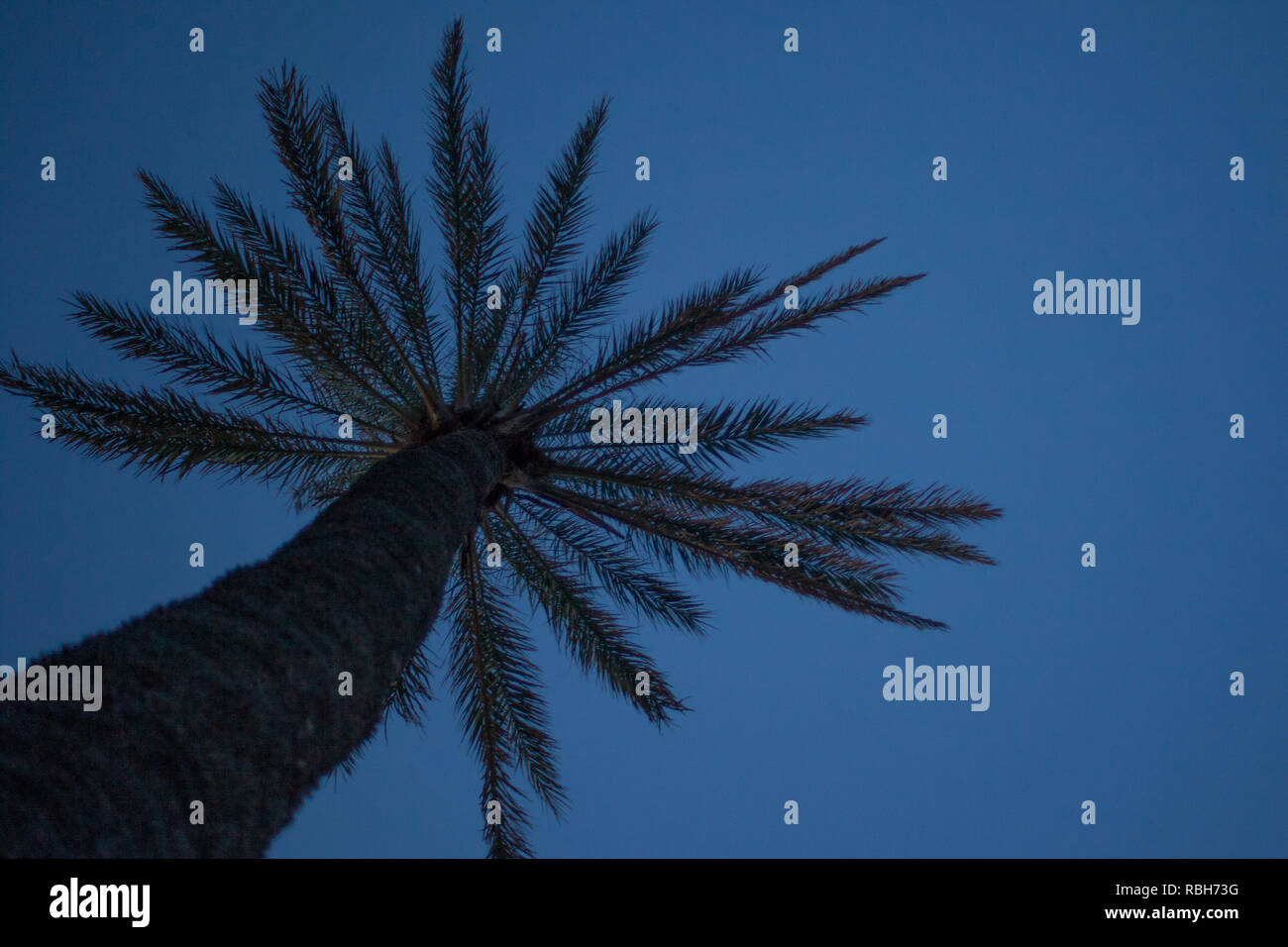 Tall Palm Tree in Look Up Angle under Evening Blue Sky. Fresh Frond ...