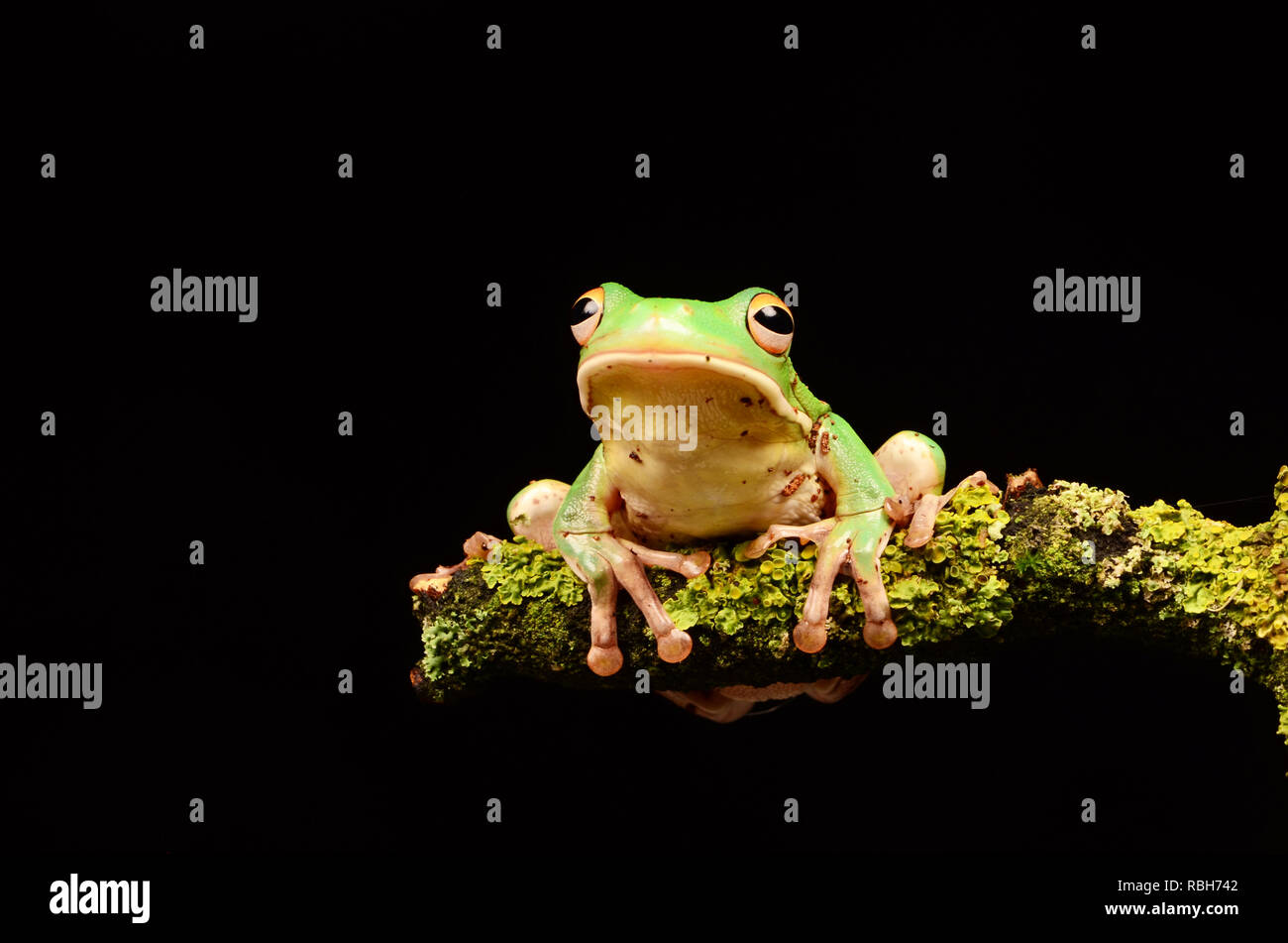 White-Lipped Tree Frog (Litoria infrafrenata Stock Photo - Alamy