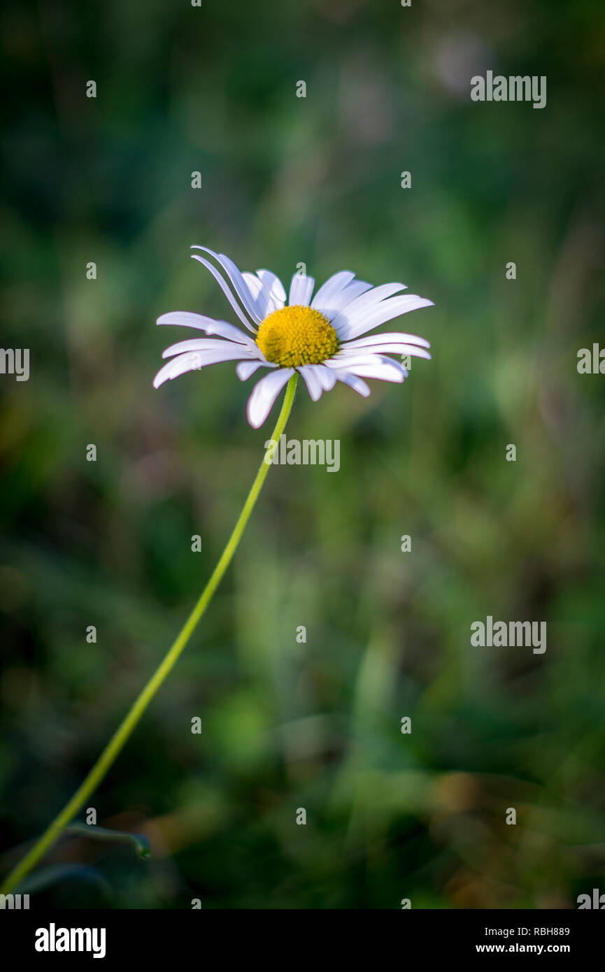 A daisy blowing in the wind in a field surrounded by grass Stock Photo ...